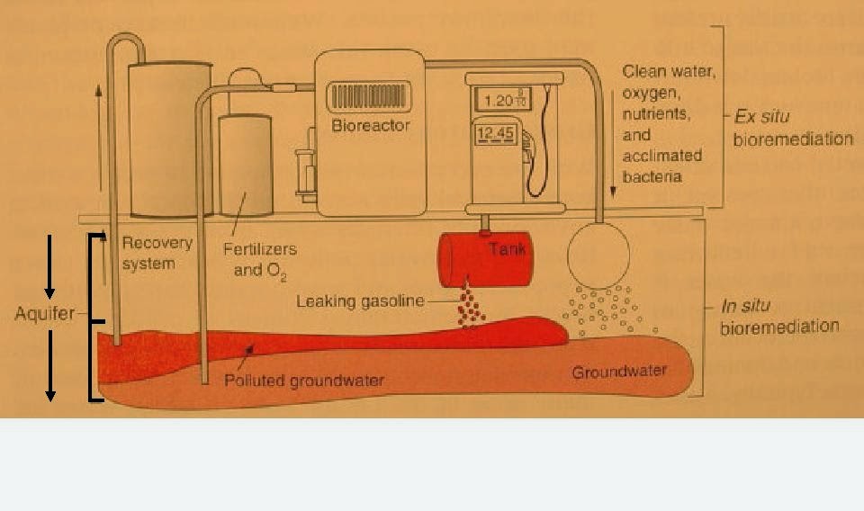 bioremediasi: JENIS JENIS BIOREMEDIASI